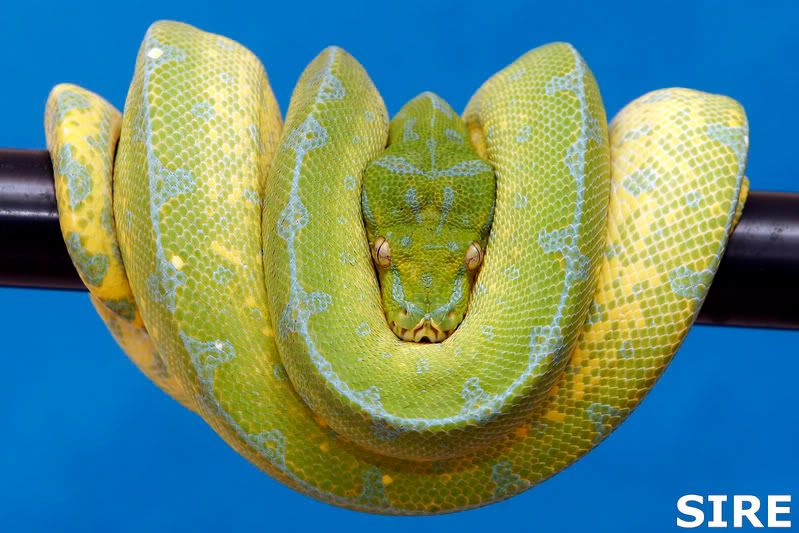 What are sorong green tree pythons like? | Reptile Forums