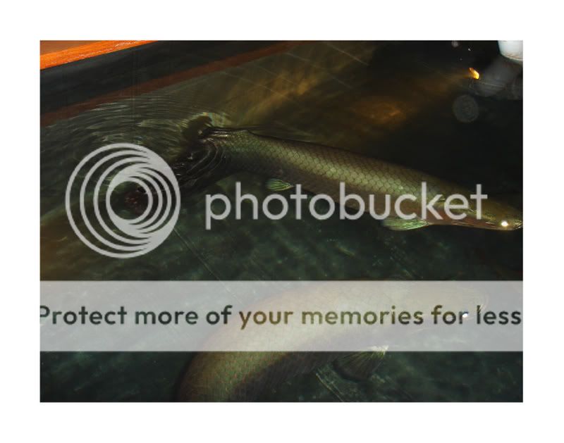 my monsters baby arapaima | MonsterFishKeepers.com