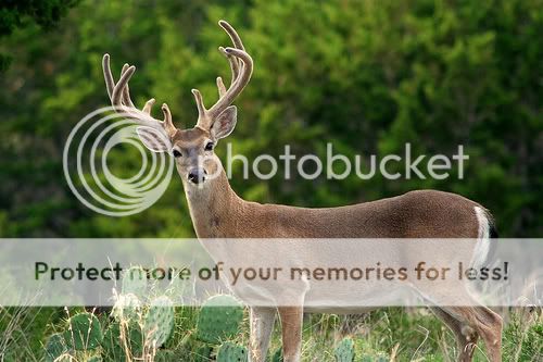 A Close Encounter In Sequence | Archery Talk Forum