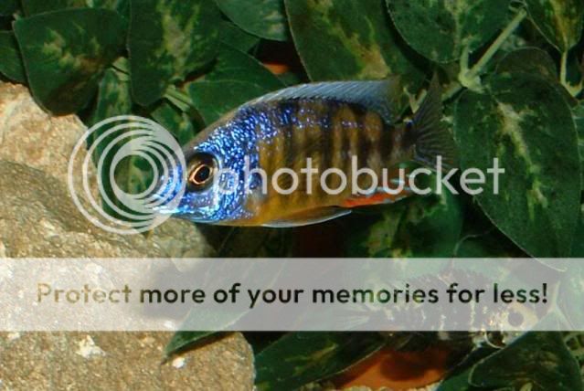 My Taiwan reefs | Cichlid Fish Forum