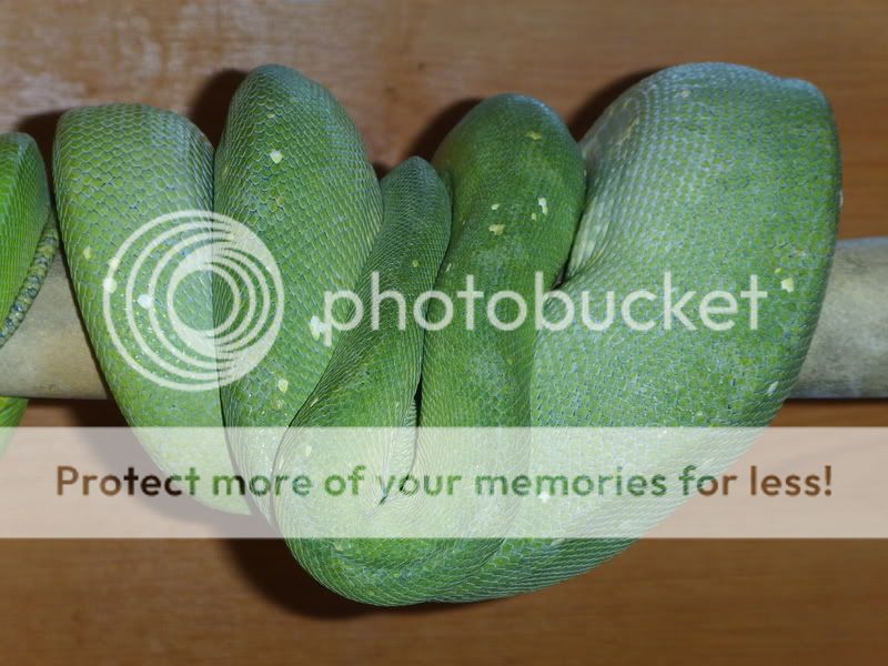 Biak Green Tree Python Pairing | Reptile Forums